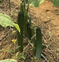 China Roba No.401 Parthenocarpy Hybrid Long Cucumber Seeds F1 High Yied CU1005 for sale