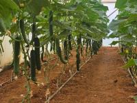China Roba No.401 Parthenocarpy Hybrid Long Cucumber Seeds F1 High Yied CU1005 for sale