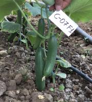 China Zhenna Parthenocarpy Long Green Greenhouse Cucumber Seeds Mildew Resistance CU07 for sale