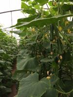 China Xiuzhen F1 Hybrid Fruit Mini Cucumber Seeds For Commercial Farming CU10 for sale