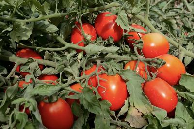 China Hongfeng Determinate Oval Shape F1 Hybrid Tomato Seeds Processing Tomato Seeds T04 for sale