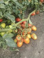 China Hongfeng Determinate Oval Shape F1 Hybrid Tomato Seeds Processing Tomato Seeds T04 for sale