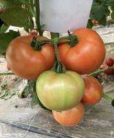 China Hongxi F1 Hybrid Indoor Outdoor Tomato Seeds For Planting Indeterminate Growth T44 for sale