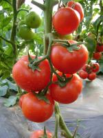 China Wanshi Big Size Bulk Hybrid Determinate Tomato Seeds Excellent Hardness  T22 for sale