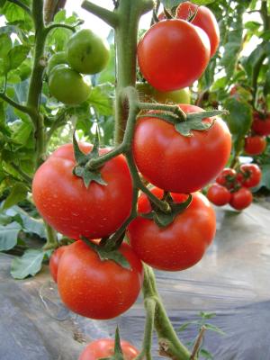 China Wanshi Big Size Bulk Hybrid Determinate Tomato Seeds Excellent Hardness  T22 for sale