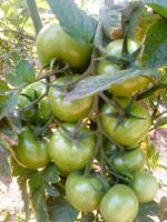 China Baodian F1 Hybrid Determinate Tomato Seeds Blight Resistance Round Shape T23 for sale