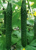China CU14 Jinpin no.1 disease resistant green commercial cucumber seeds f1 suppliers, hybrid vegetable seeds for sales for sale