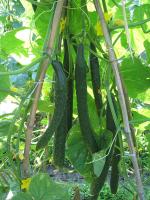 China CU14 Jinpin no.1 disease resistant green commercial cucumber seeds f1 suppliers, hybrid vegetable seeds for sales for sale