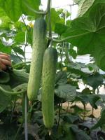 China CU15 Cuiqing OP long green cucumber seeds wholesale, export quality cucumber seeds for sale for sale