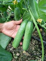 China CU16 Chant Parthenocarpy best yielding mini F1 hybrid cucumber seeds for commercial farming, OEM seed supplier for sale