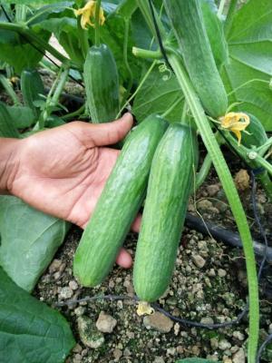 China CU16 Chant Parthenocarpy best yielding mini F1 hybrid cucumber seeds for commercial farming, OEM seed supplier for sale