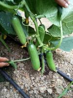 China CU16 Chant Parthenocarpy best yielding mini F1 hybrid cucumber seeds for commercial farming, OEM seed supplier for sale