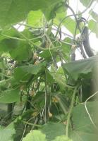 China CU17 Ding high quality greenhouse hybrid cucumber seeds companies, Chinese vegetable seeds factory for sale