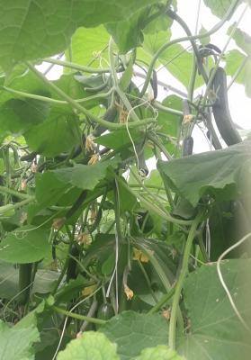 China CU17 Ding high quality greenhouse hybrid cucumber seeds companies, Chinese vegetable seeds factory for sale