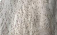 China Birdseye Maple Wood Veneer Sheets 3mm to 30mm Thickness for Furniture and Decoration for sale