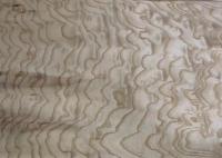 China 0.5mm Ash Burl Natural Wood Veneer 20cm-2.7m for High End Furniture Decorative Panels for sale