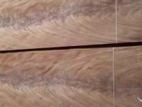 China Mahogany Crotch Wood Veneer 0.5mm Thick Natural Veneer for Furniture Flooring for sale