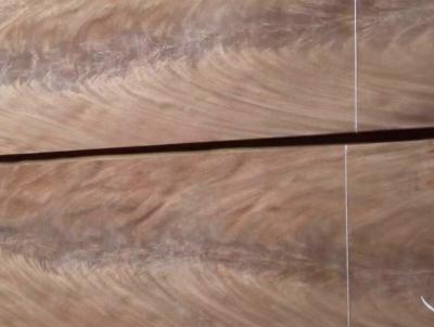 China Mahogany Crotch Wood Veneer 0.5mm Thick Natural Veneer for Furniture Flooring for sale