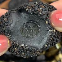 China Bulk Rice Mochi Black Beans Black Wolfberry Mochi Squishy Bread Dessert for sale