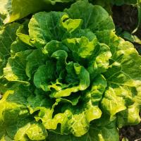 China Brassicaceous vegetable beet armyworm killing bio pesticide SeNPV high efficiency for sale