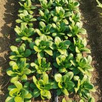 China Organic PD20097412 Pesticide AcNPV Kill Beet Armyworm Without Resistance Vegetable Crop for sale