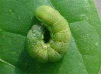 China Green Vegetable Cabbage Worm Control Organic  Biological Virus Pesticide PrGV for Plant for sale