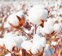 China HaNPV Bt Bio Pesticide for Cotton Pests Killer with 10 million PIB/mL HaNPV+2000IU/mL Bt, No Safety Interval Period, and Long Lasting Effect for sale