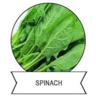 China SeNPV Bt Bio Pesticide for Spodoptera & Plutella Control in Vegetables for sale