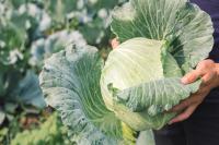 China Biological vegetable pesticide Kenya Ghana Nigeria agricultural pesticide uses in Africa market AcNPV Bt for sale