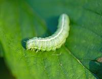 China Ecological Organic Vegetable Insecticides Rapae Granulosis Virus PrGV Kill Asparagus Broccoli Pests for sale