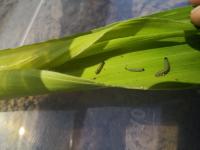 China Cost-effective 0.01billion/mlAcNPV 2000IU/mLBt Biological Vegetable Pests Pesticide Manufacturer for sale