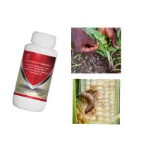 China Virus Pesticide Agriculture Biological 10 Million PIB/mL AcNPV 2000IU/mL Bt Eliminate Vegetable Spodoptera Litura Larvae for sale