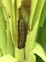 China Organic Pesticides Factory Cruciferous Vegetables Spodoptera Exigua Pest Killing Agricultural Products for sale