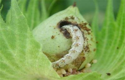 China HaNPV+Bt Bio Pesticide for Cotton and Chili with No Safety Interval and Aircraft Spraying Capability for sale