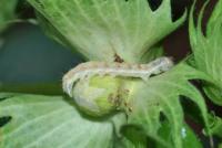 China Non Resistance Agriculture Pesticide HaNPV Bt Bio Control Eliminate Oriental Tobacco Budworm for sale