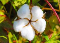 China HaNPV Bt Biological Pesticide for Cotton Crops - 10 Million PIB/mL HaNPV+2000IU/mL Bt, Eco-friendly, Targets Cotton Bollworm and Tobacco Budworm for sale