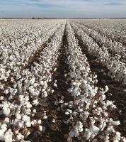 China HaNPV Bt Biological Pesticide for Cotton Crops - 10 Million PIB/mL HaNPV+2000IU/mL Bt, Eco-friendly, Targets Cotton Bollworm and Tobacco Budworm for sale