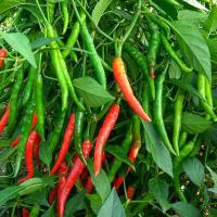 China HaNPV Bt Biological Pesticide for Cotton Crops - 10 Million PIB/mL HaNPV+2000IU/mL Bt, Eco-friendly, Targets Cotton Bollworm and Tobacco Budworm for sale