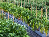 China HaNPV Bt Biological Pesticide for Cotton Crops - 10 Million PIB/mL HaNPV+2000IU/mL Bt, Eco-friendly, Targets Cotton Bollworm and Tobacco Budworm for sale