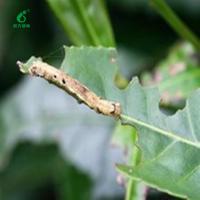 China Tea Geometrid Common Pests Kill Organic Chinese Tea Good Effect Ecotropis Obliqua Nuclear Polyhedrosis Virus for sale