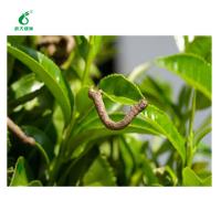 China Tea geometrid killer pesticide EoNPV Bt Long-term effect harmless to human animals for sale