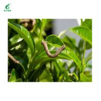 China Fast-acting agent pesticide EoNPV Bt SC control population base of tea geometrid for sale