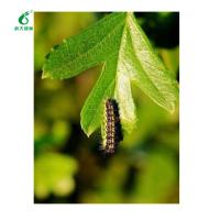 China Tea Geometrid Common Pests Kill Organic Chinese Tea Good Effect Ecotropis Obliqua Nuclear Polyhedrosis Virus for sale