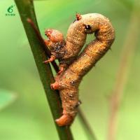 China Tea pests raise virus extract bio pesticide manufacturer EoNPV Bt protect nature enemies for sale