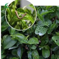 China Environmentally friendly pesticides for organic tea plant 10 million PIB/mL EoNPV 2000IU/uL Bt for sale