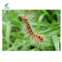 China Fast-acting agent pesticide EoNPV Bt SC control population base of tea geometrid for sale
