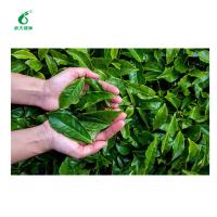 China Fast-acting agent pesticide EoNPV Bt SC control population base of tea geometrid for sale