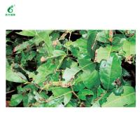 China Tea Geometrid Common Pests Kill Organic Chinese Tea Good Effect Ecotropis Obliqua Nuclear Polyhedrosis Virus for sale