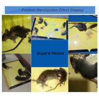 China Sticky Family Home Pest Killer Mouse And Rat Glue Board 21x34cm PD20092500 for sale