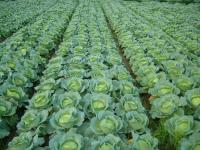China Bio Pesticide Brassicaceous Vegetable Onion Plants 10000 PIB/mg PrGV 16000IU/mg Bt for sale